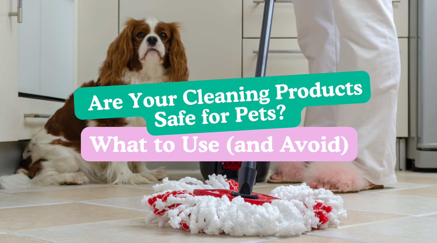 Are Your Cleaning Products Safe for Pets? What to Use (and Avoid ...